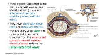 Blood supply of spinal cord | PPTX