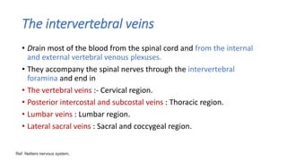 Blood supply of spinal cord | PPTX