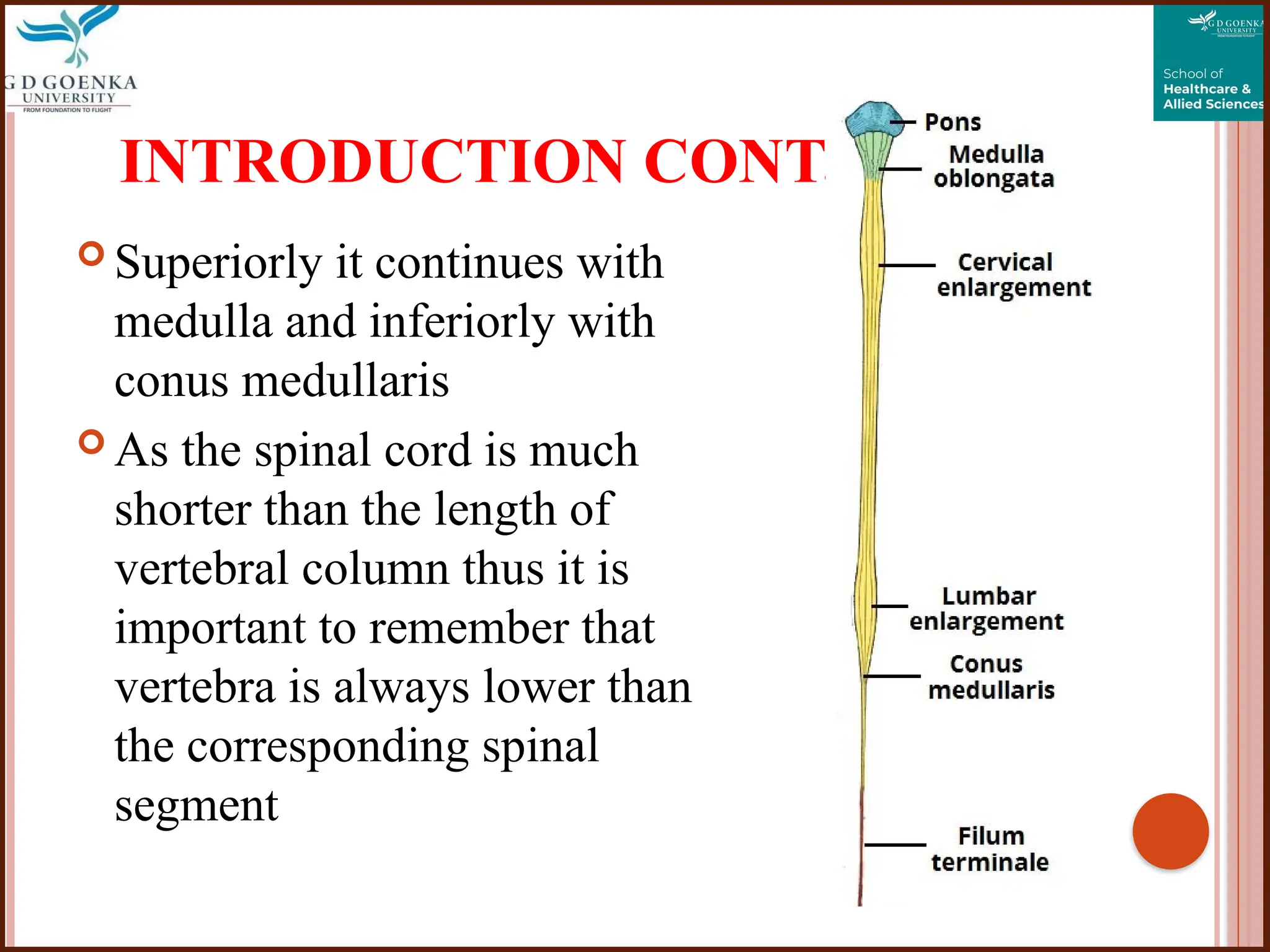 Blood supply of spinal cord how the blood travel | PPTX