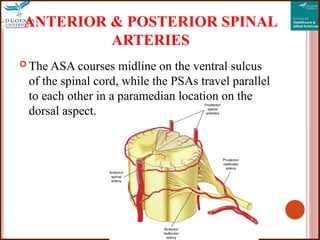 Blood supply of spinal cord how the blood travel | PPTX