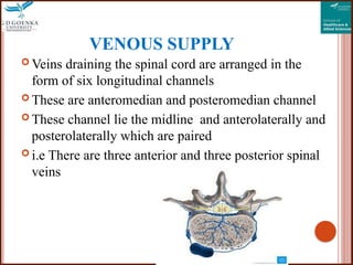 Blood supply of spinal cord how the blood travel | PPTX