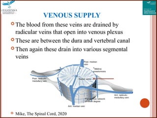Blood supply of spinal cord how the blood travel | PPTX