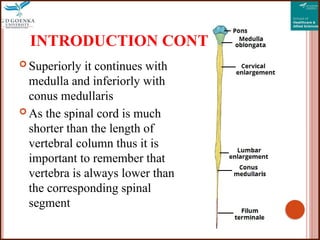 Blood supply of spinal cord how the blood travel | PPTX