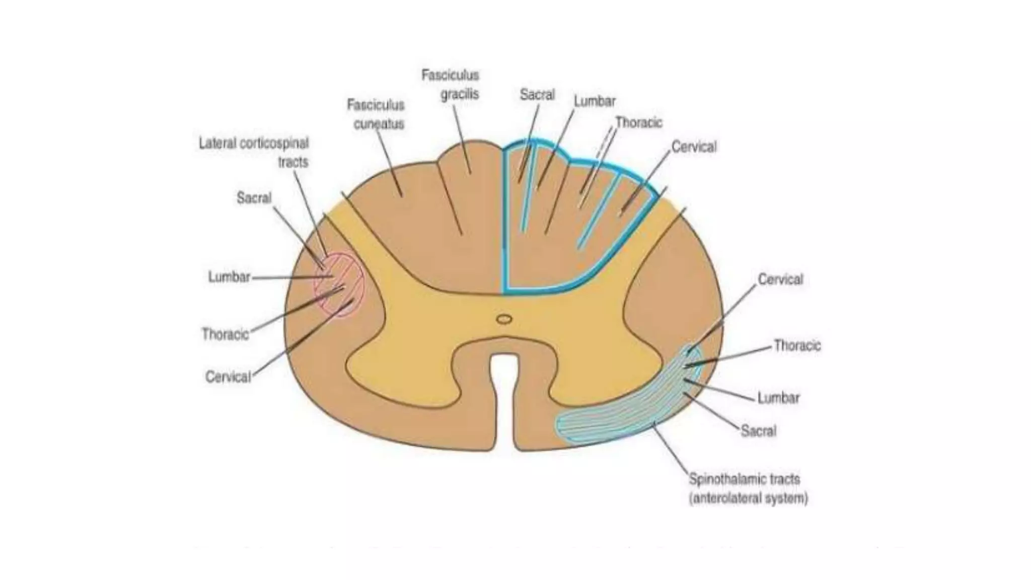 Blood supply of spinal cord | PPTX