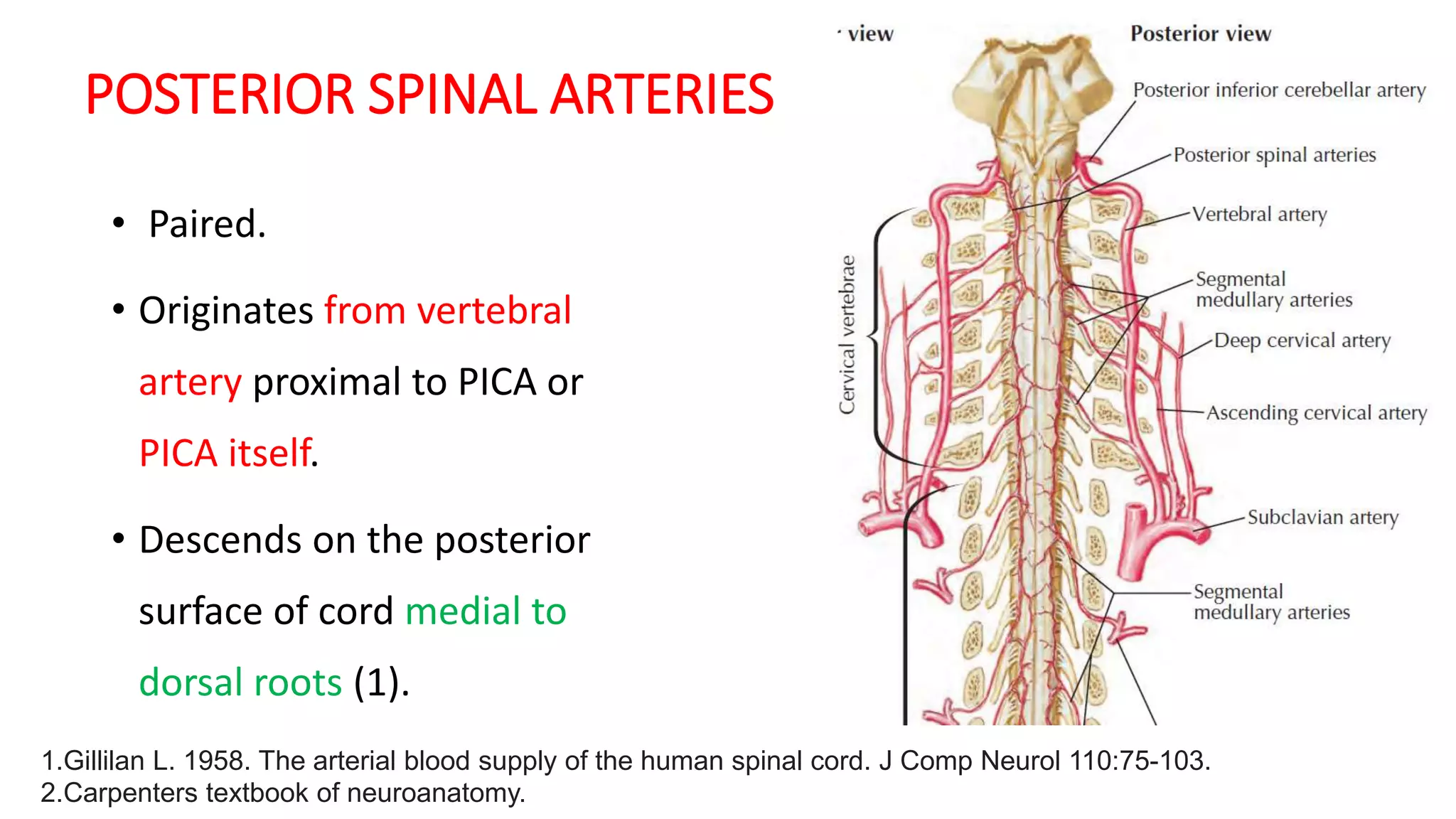 Blood Supply Of Spinal Cord Pptx