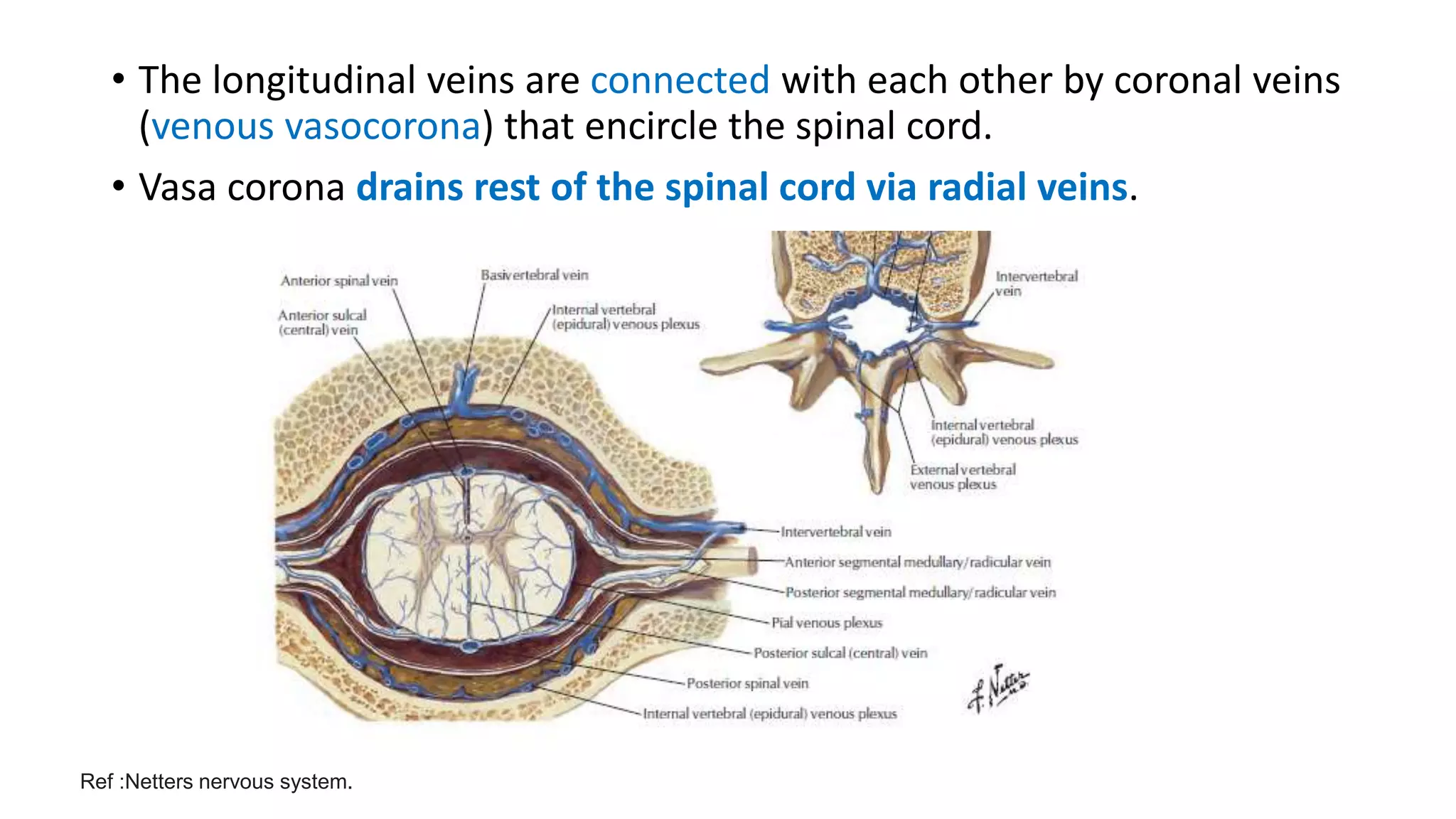 Blood supply of spinal cord | PPT