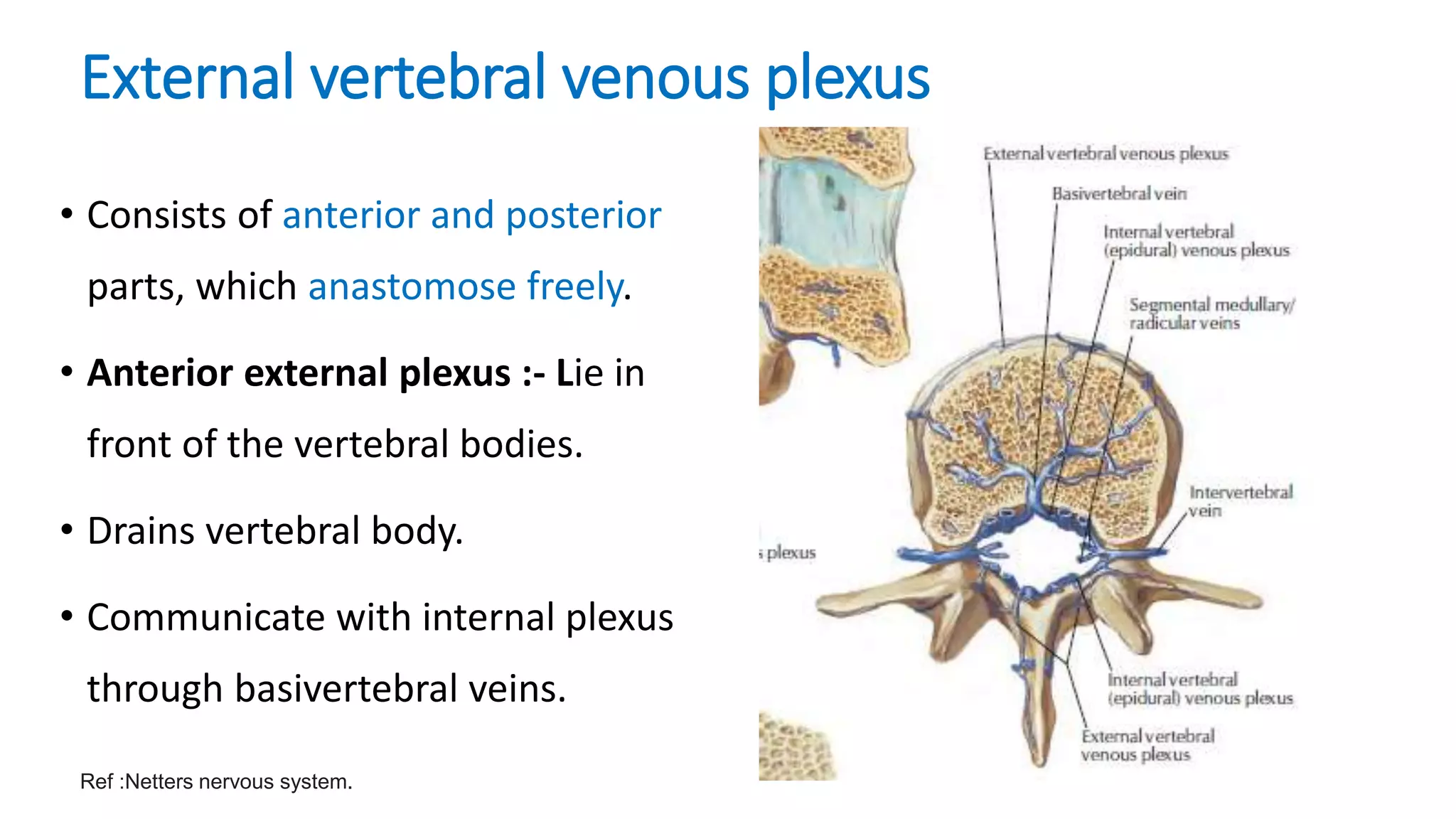 Blood supply of spinal cord | PPT
