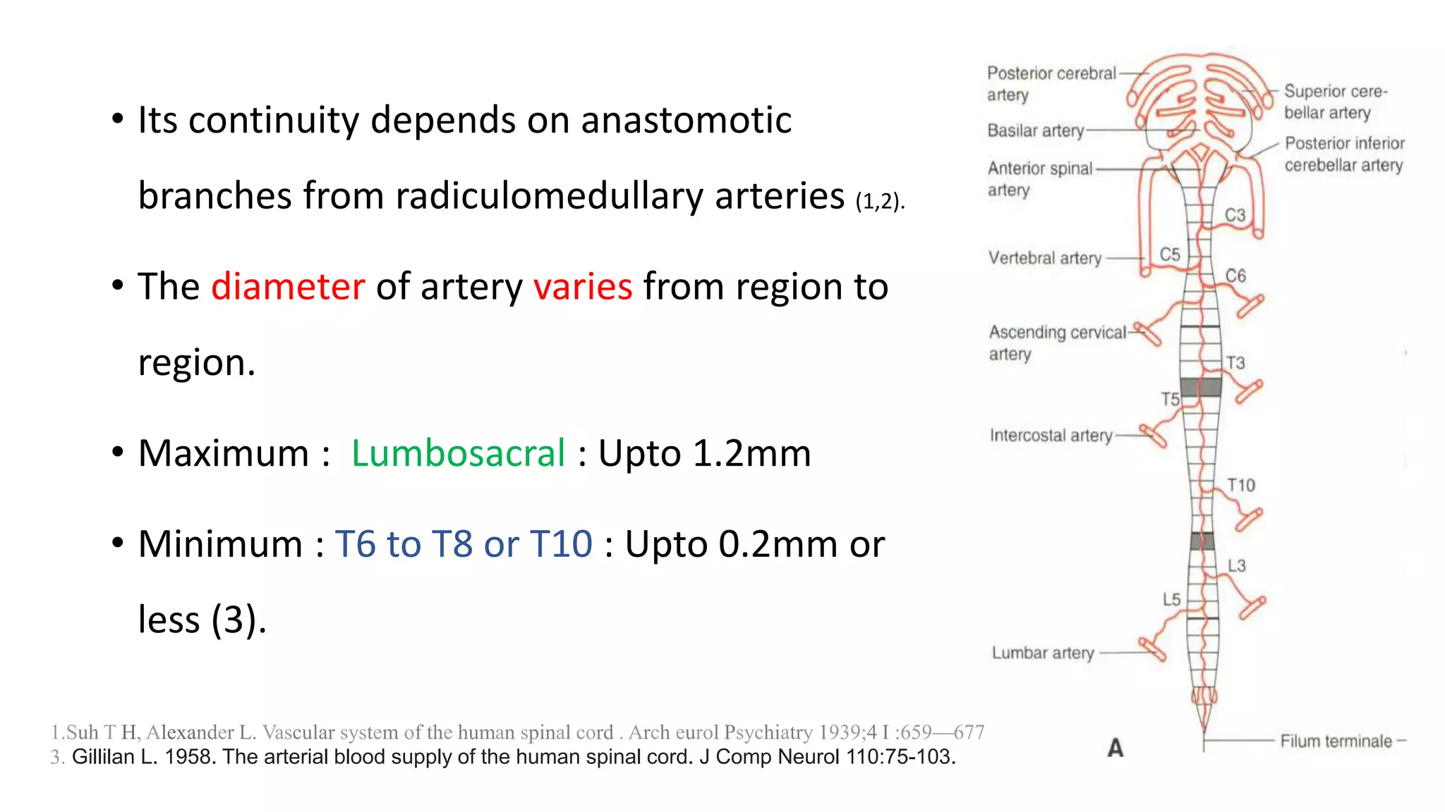 Blood supply of spinal cord | PPTX