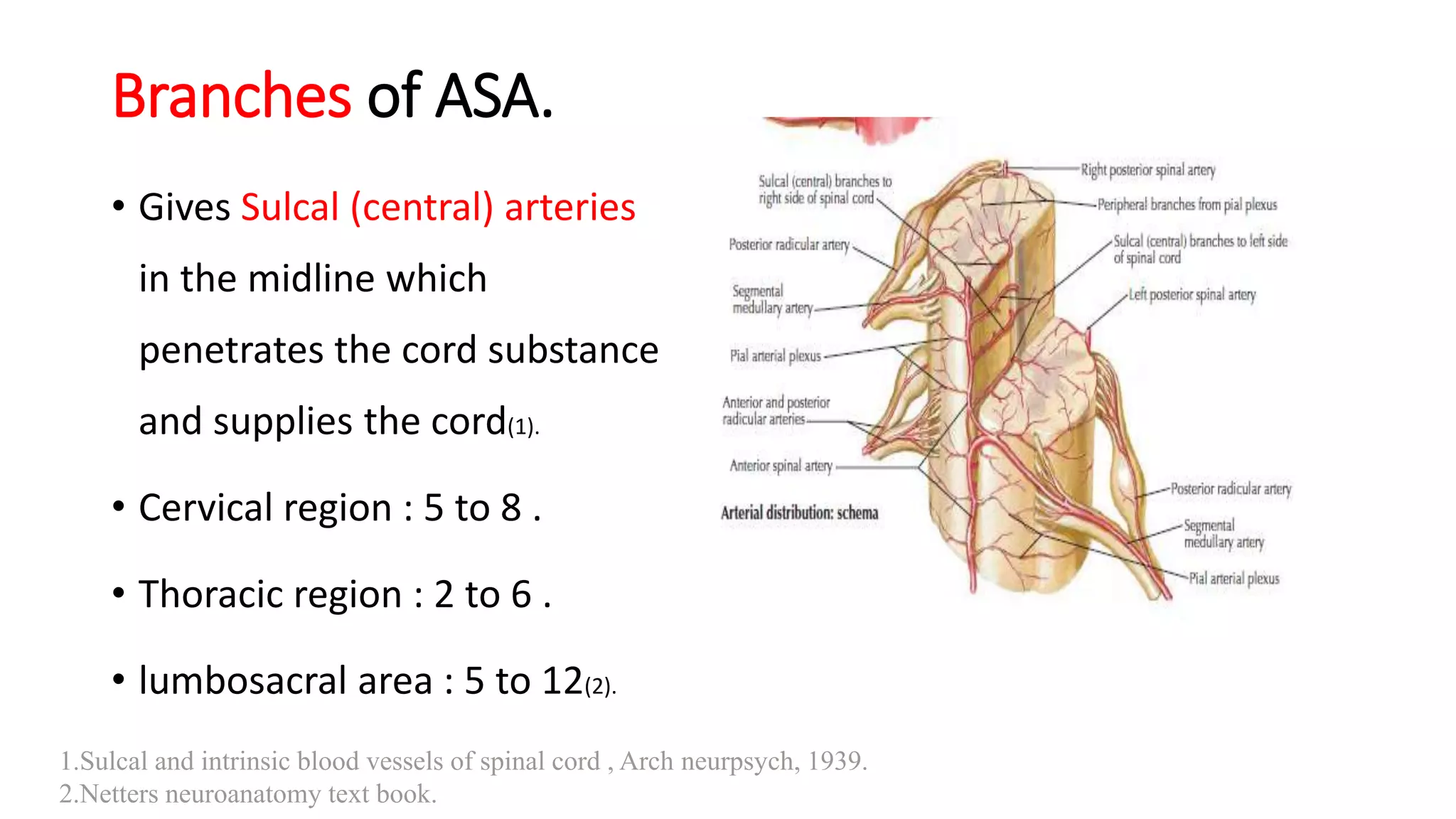 Blood supply of spinal cord | PPTX