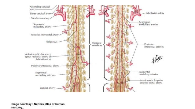 Blood supply of spinal cord | PPT