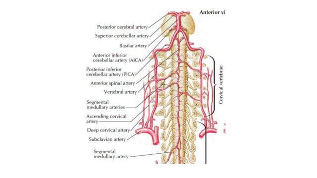 Blood supply of spinal cord | PPT