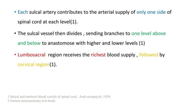 Blood supply of spinal cord | PPT