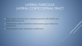 Blood supply of spinal cord | PPT