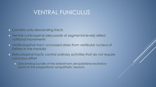 Blood supply of spinal cord | PPT