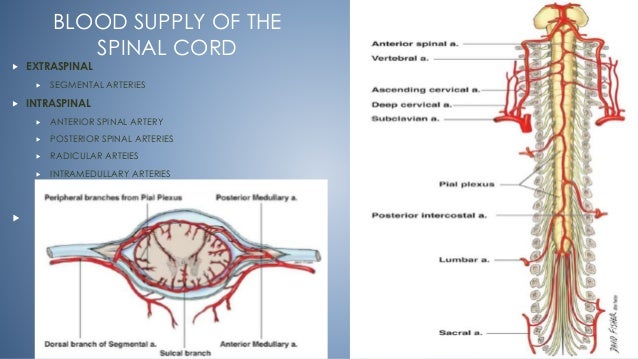 Blood supply of spinal cord