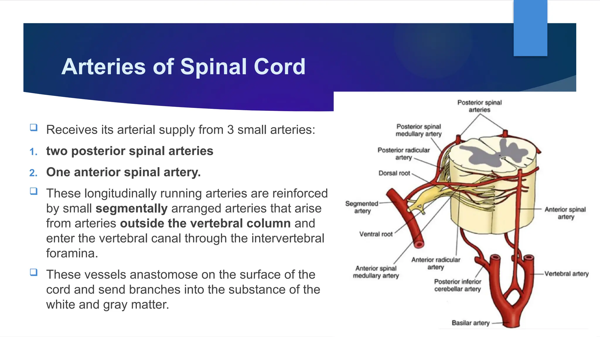 Blood Supply of Spinal Cord by Dr. Rabia Inam Gandapore.pptx