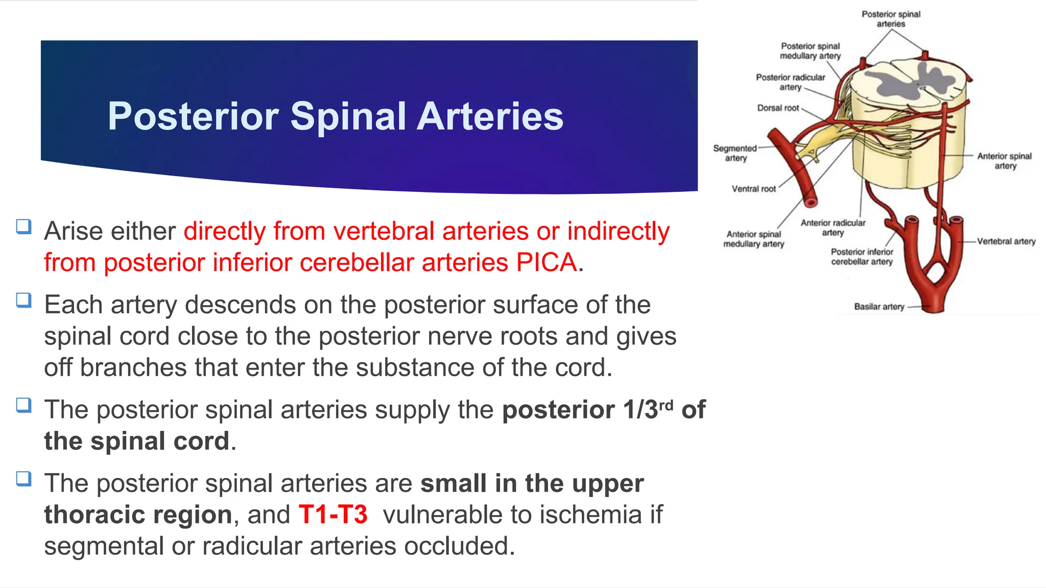 Blood Supply of Spinal Cord by Dr. Rabia Inam Gandapore.pptx