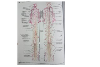 Artery Of Adamkiewicz Netter