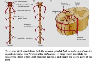 Spinal Cord Blood Supply Anatomy