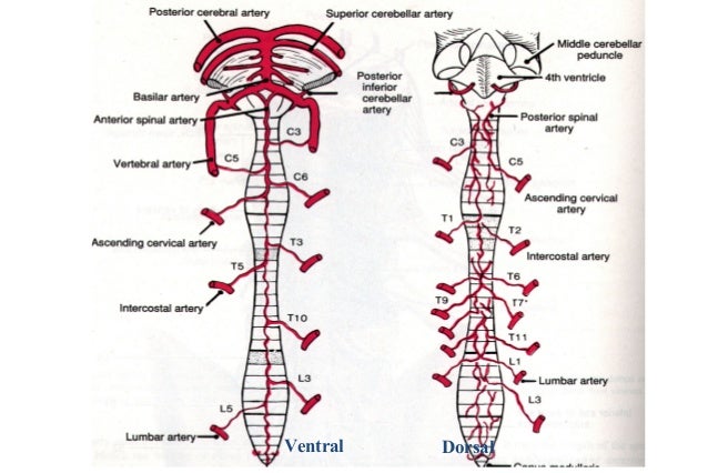 BLOOD SUPPLY OF SPINAL CORD