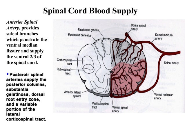 BLOOD SUPPLY OF SPINAL CORD