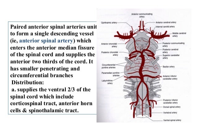 BLOOD SUPPLY OF SPINAL CORD