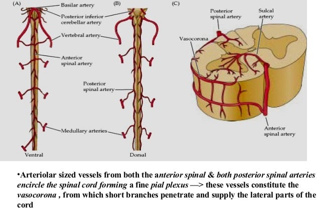BLOOD SUPPLY OF SPINAL CORD