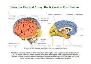 Posterior Cerebral Artery Distribution