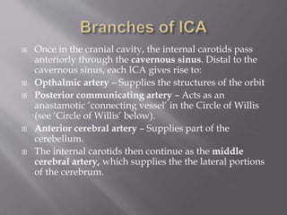 Blood supply of the brain, neuro anatomy . | PPTX