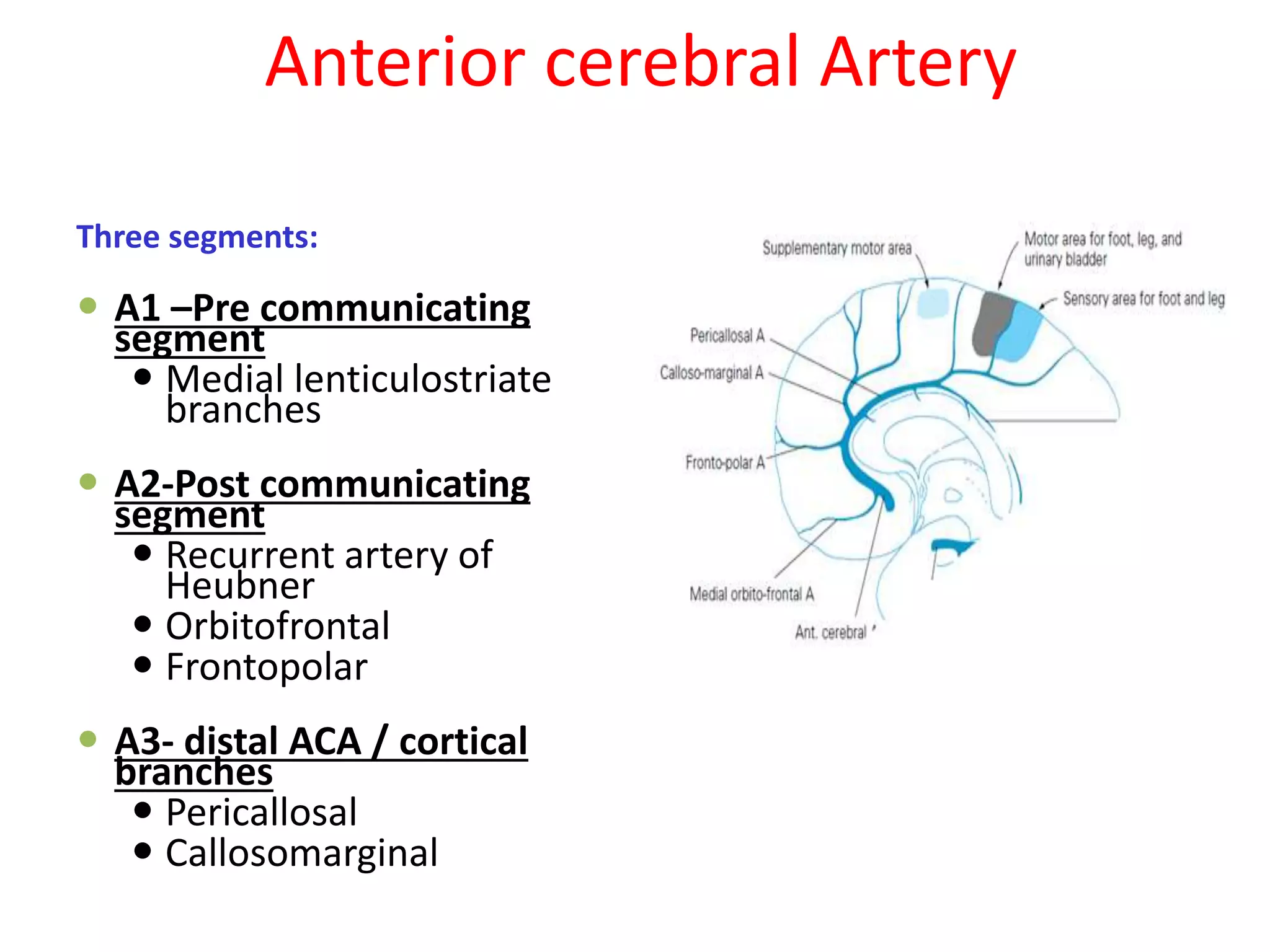 Blood supply of the brain | PPTX
