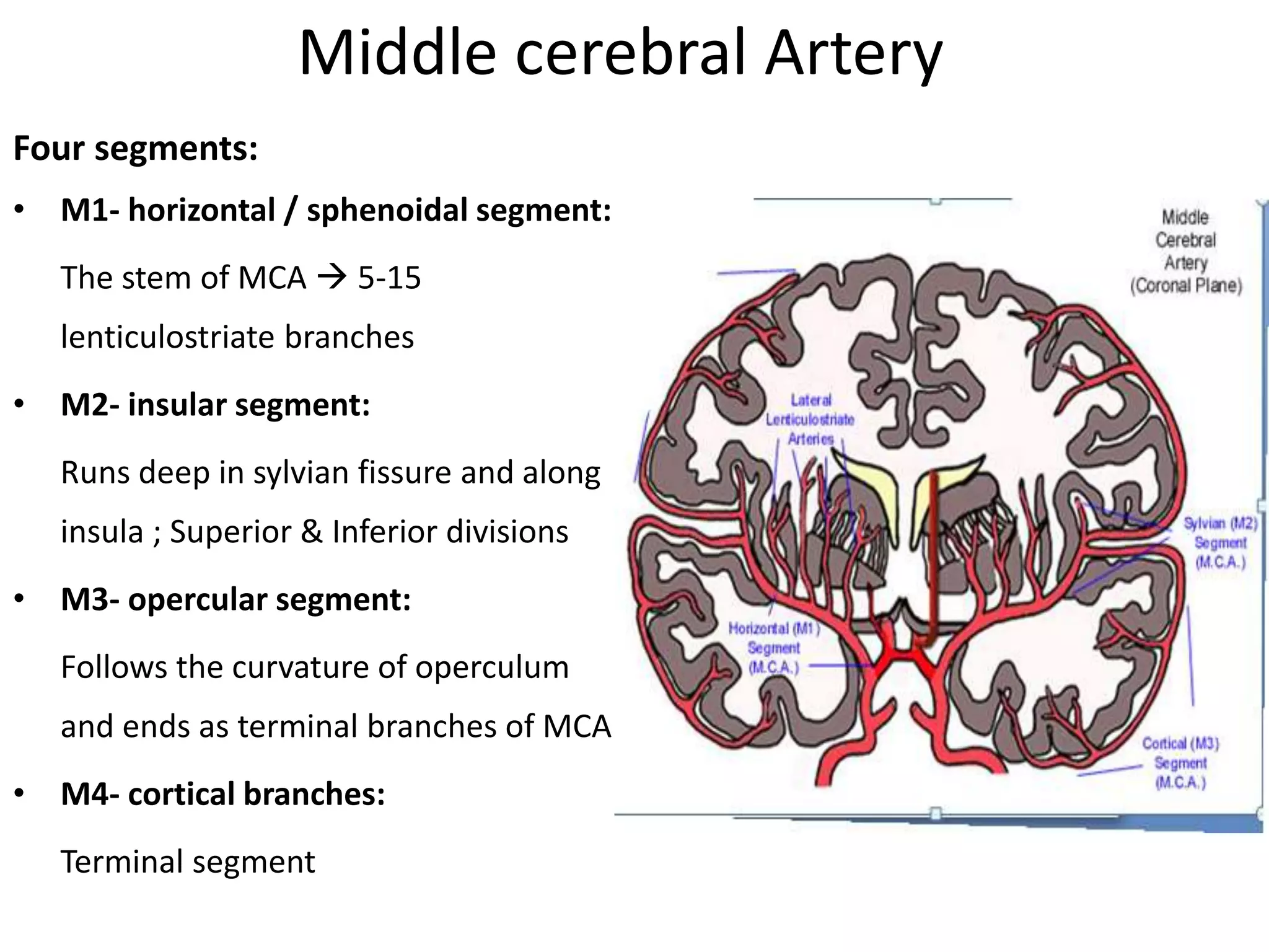 Blood supply of the brain | PPTX