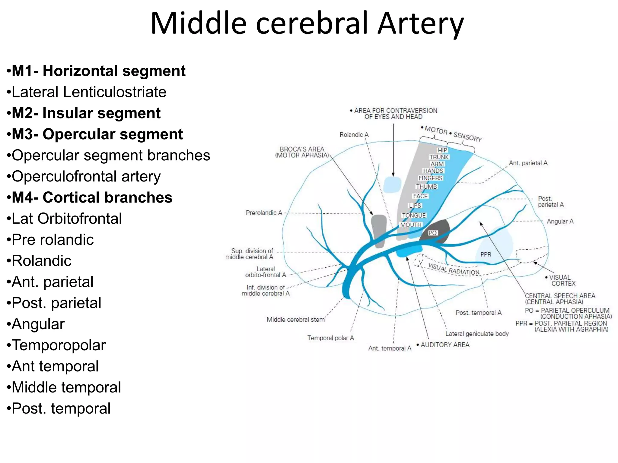 Blood supply of the brain | PPTX