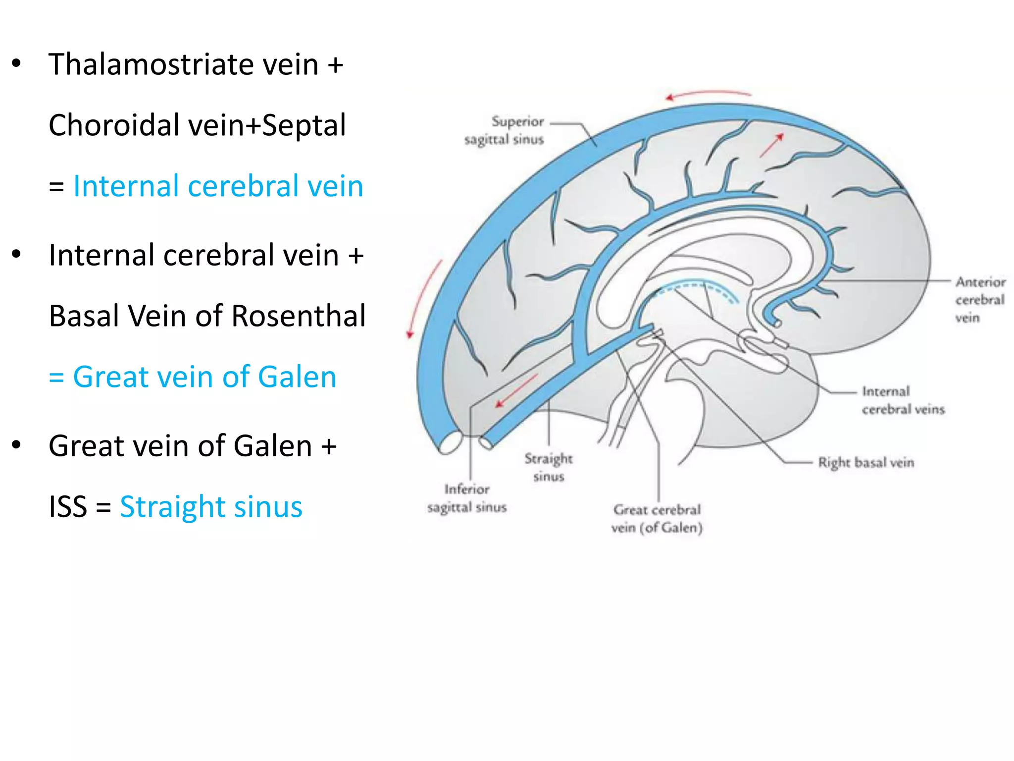 Blood supply of the brain | PPTX