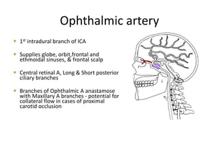 Blood supply of the brain | PPTX