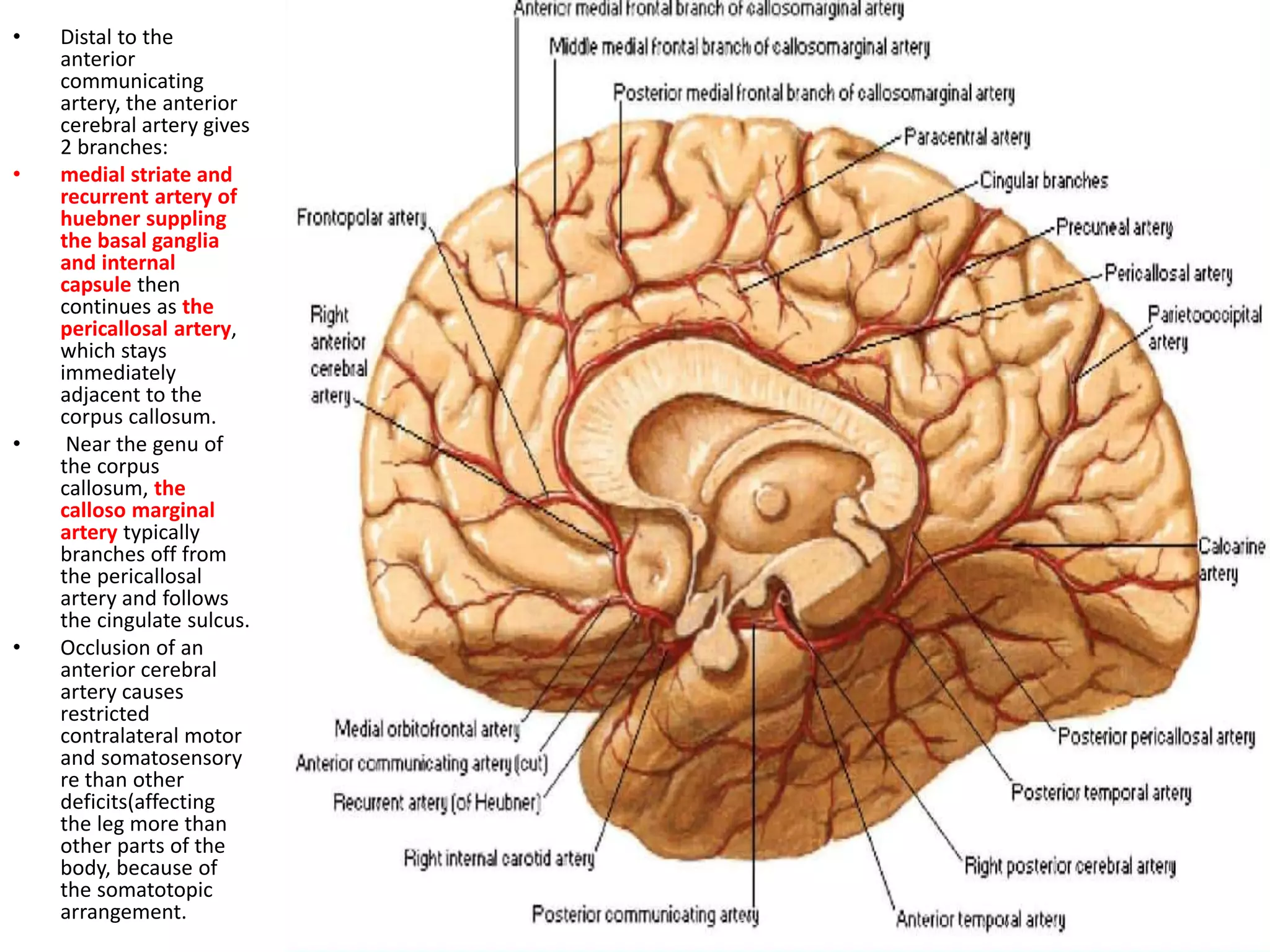 Blood supply of the brain | PPTX