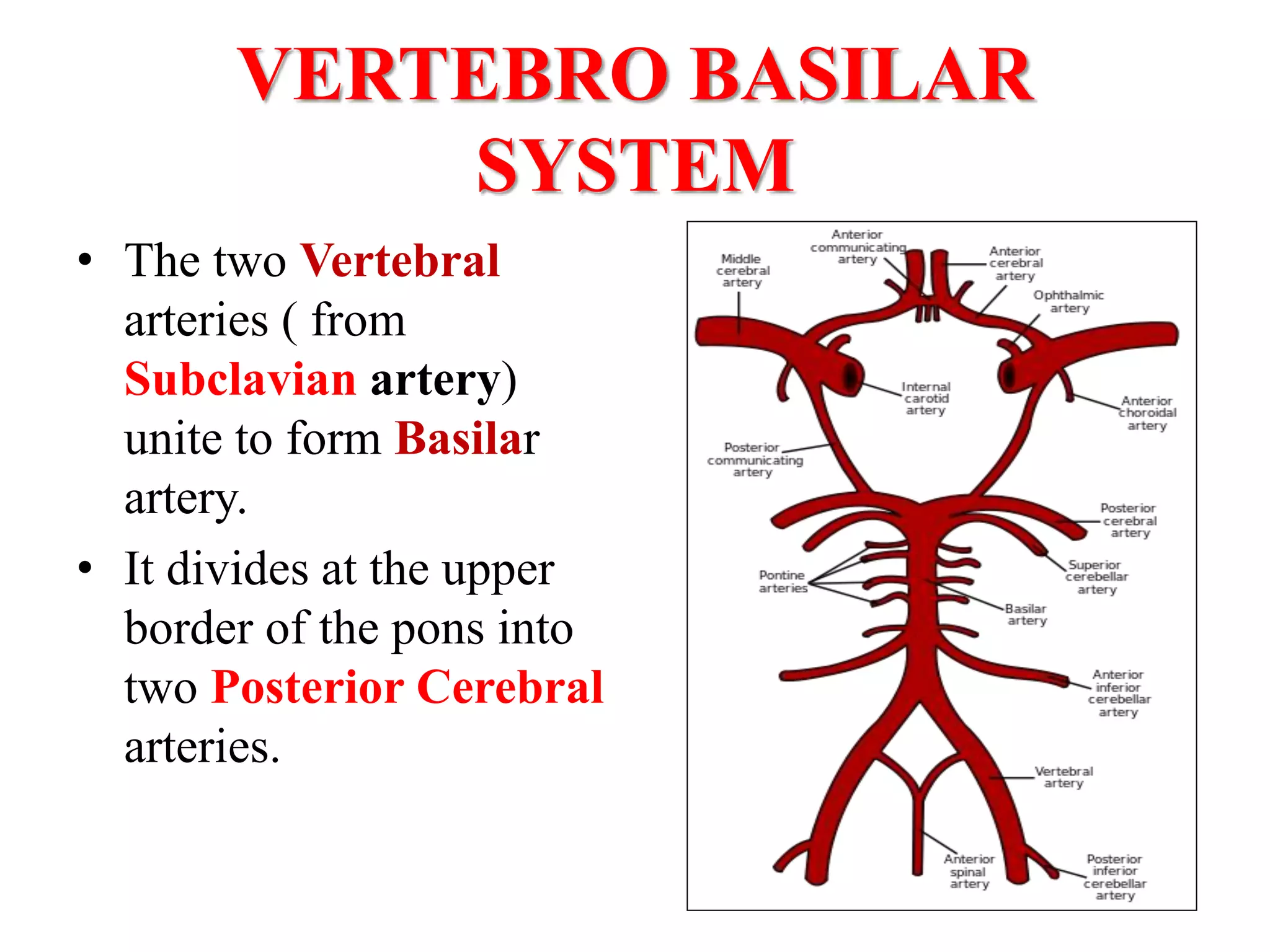 Blood supply of the brain | PPTX
