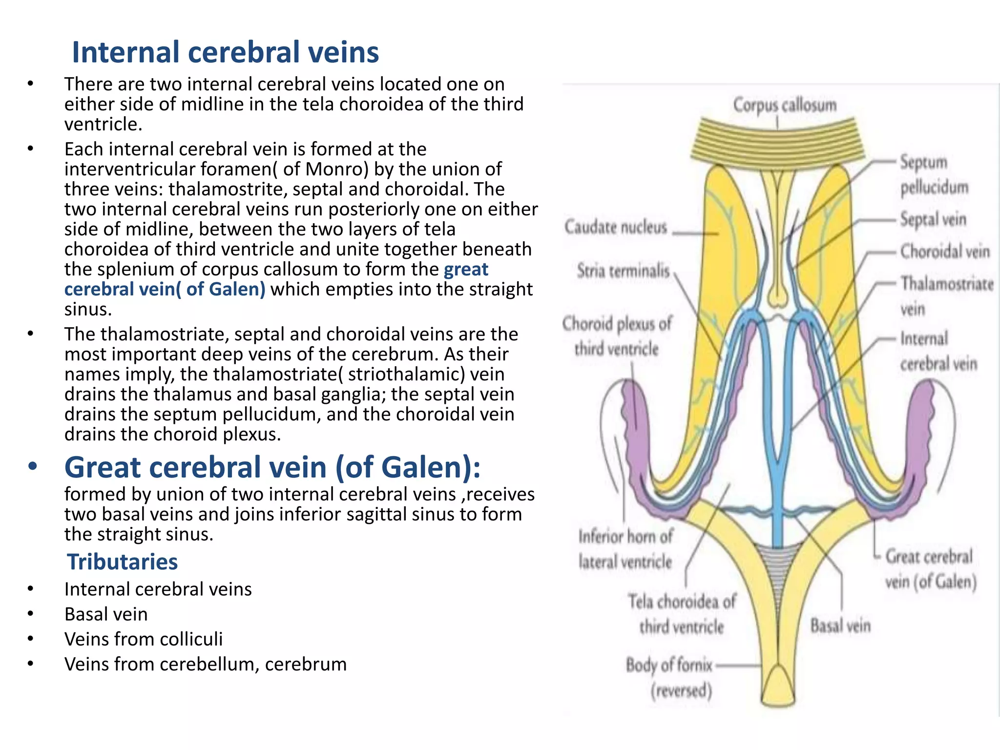 Blood supply of the brain | PPTX