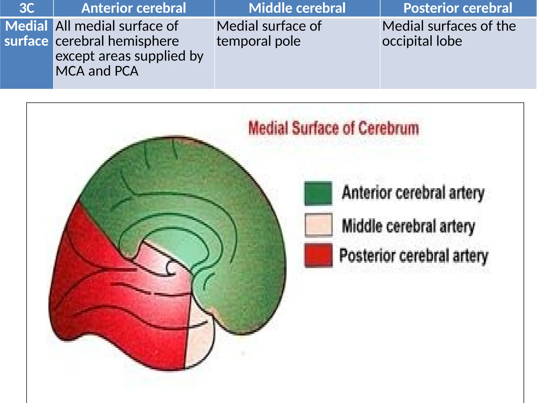 blood supply of the brain physiotherapy.pptx