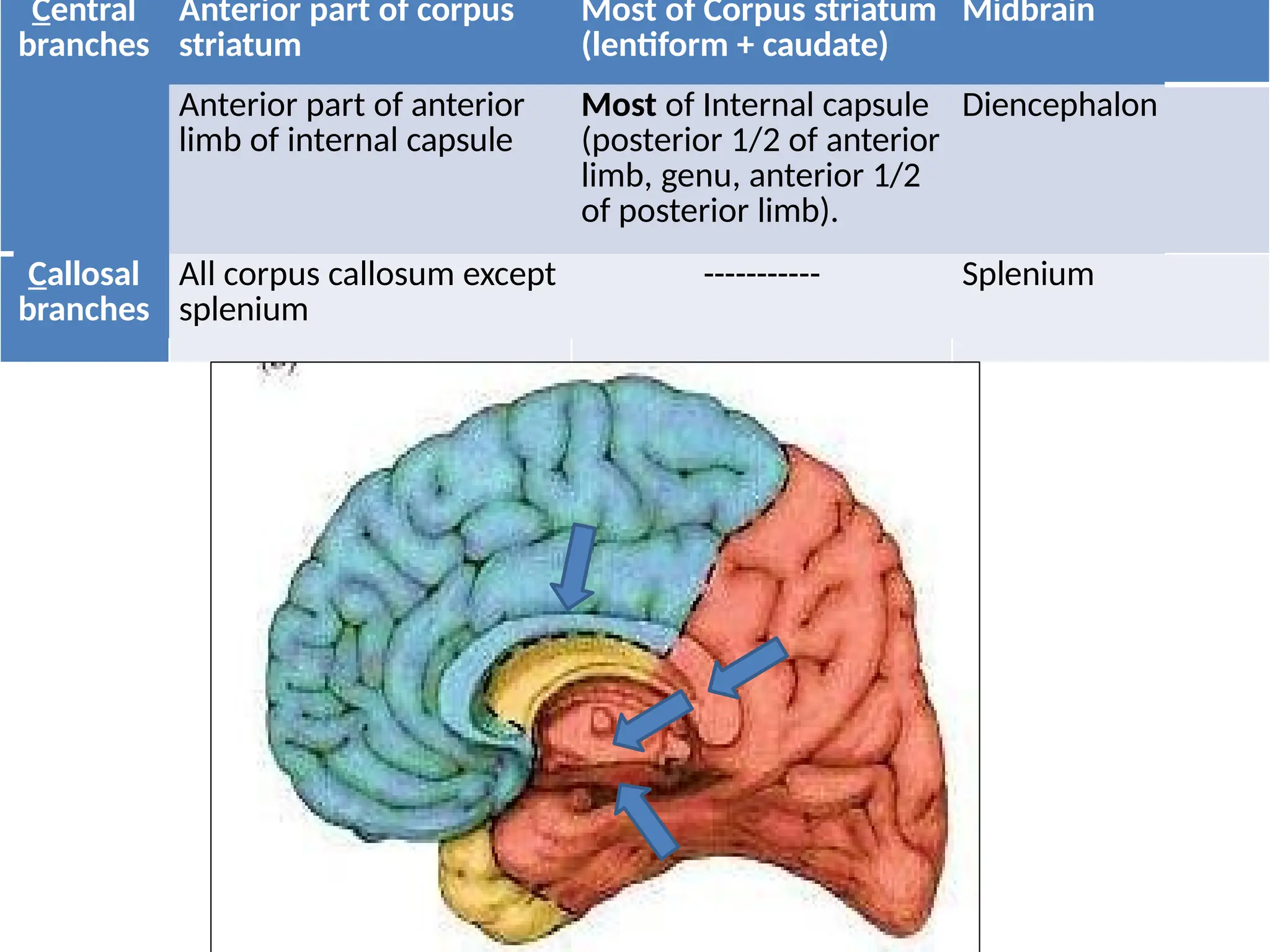 blood supply of the brain physiotherapy.pptx