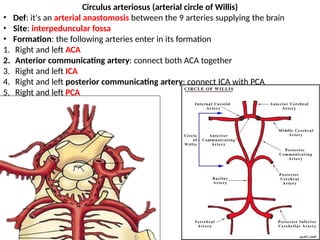 blood supply of the brain physiotherapy.pptx