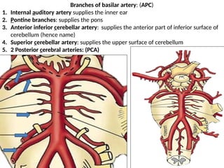 blood supply of the brain physiotherapy.pptx