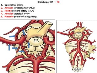 blood supply of the brain physiotherapy.pptx