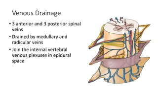 Blood supply of the brain & spinal cord cns- | PPTX
