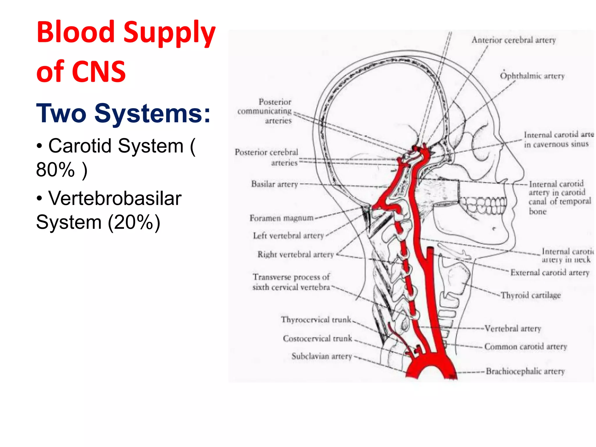Blood supply of the brain & spinal cord by dr sarwar | PDF