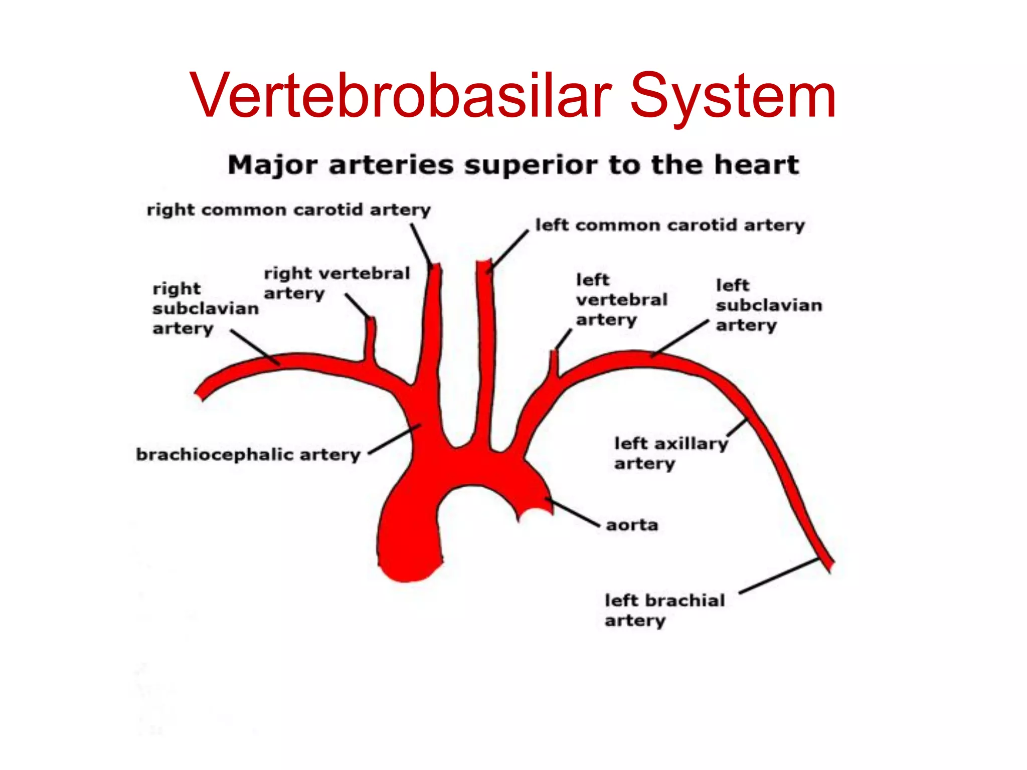 Blood supply of the brain & spinal cord by dr sarwar | PDF