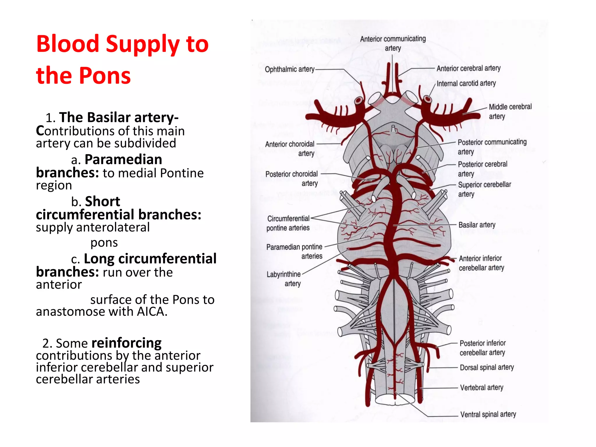 Blood supply of the brain & spinal cord by dr sarwar | PDF