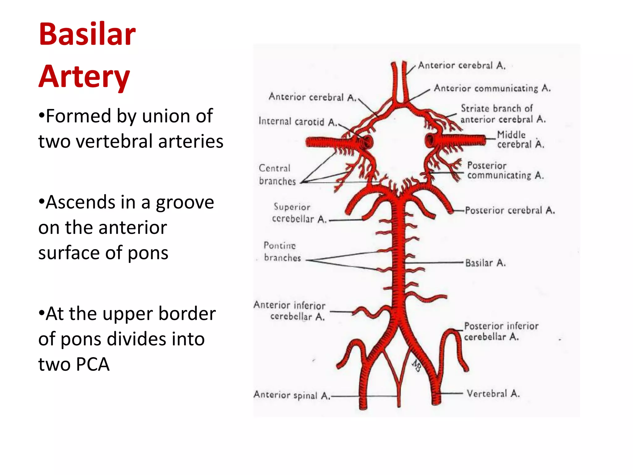 Blood supply of the brain & spinal cord by dr sarwar | PDF