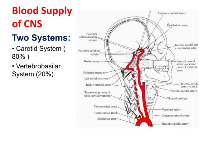 Blood supply of the brain & spinal cord by dr sarwar | PPT