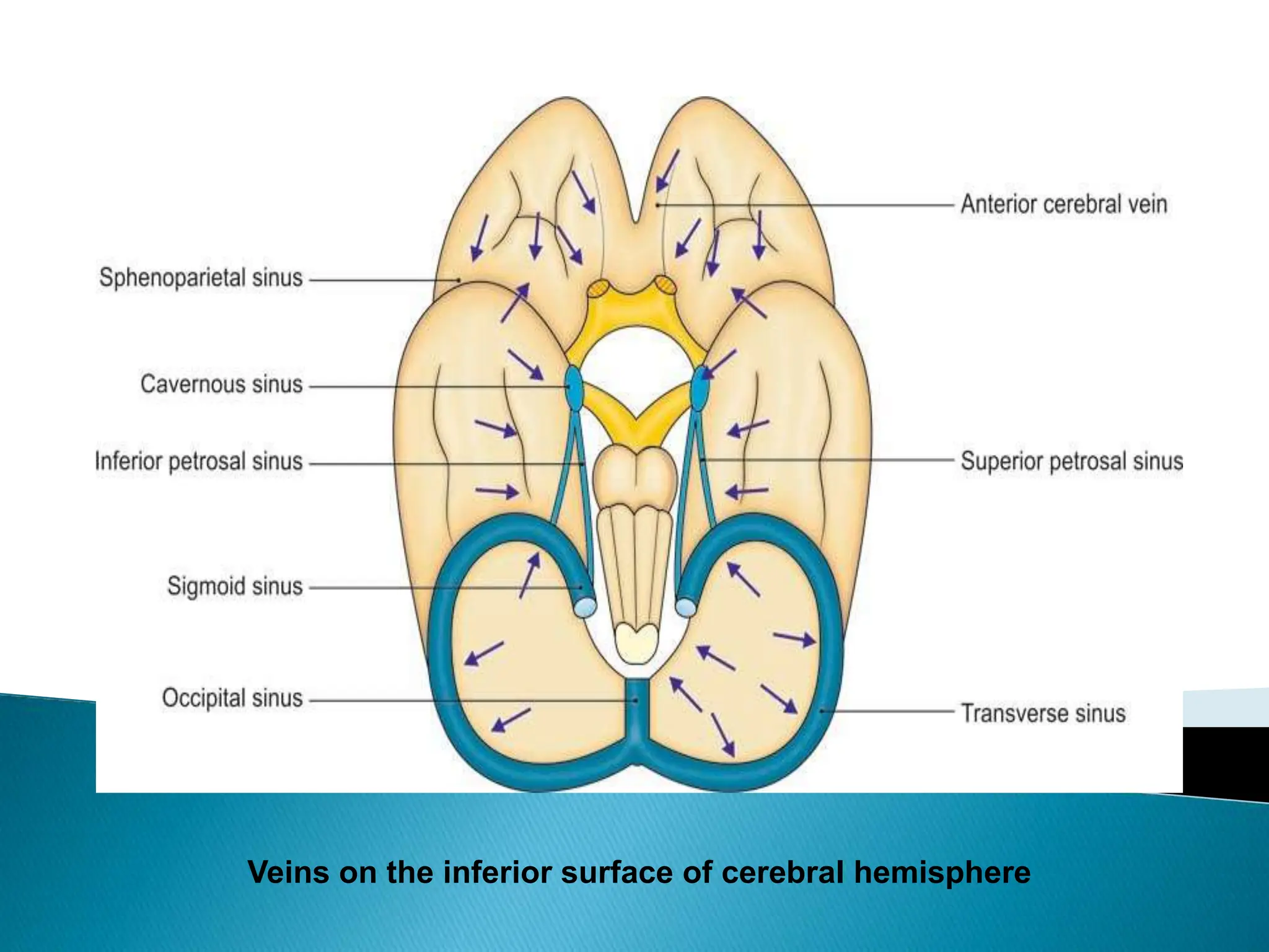 BLOOD SUPPLY OF THE BRAIN, VENTRICLES , and CSF.pptx