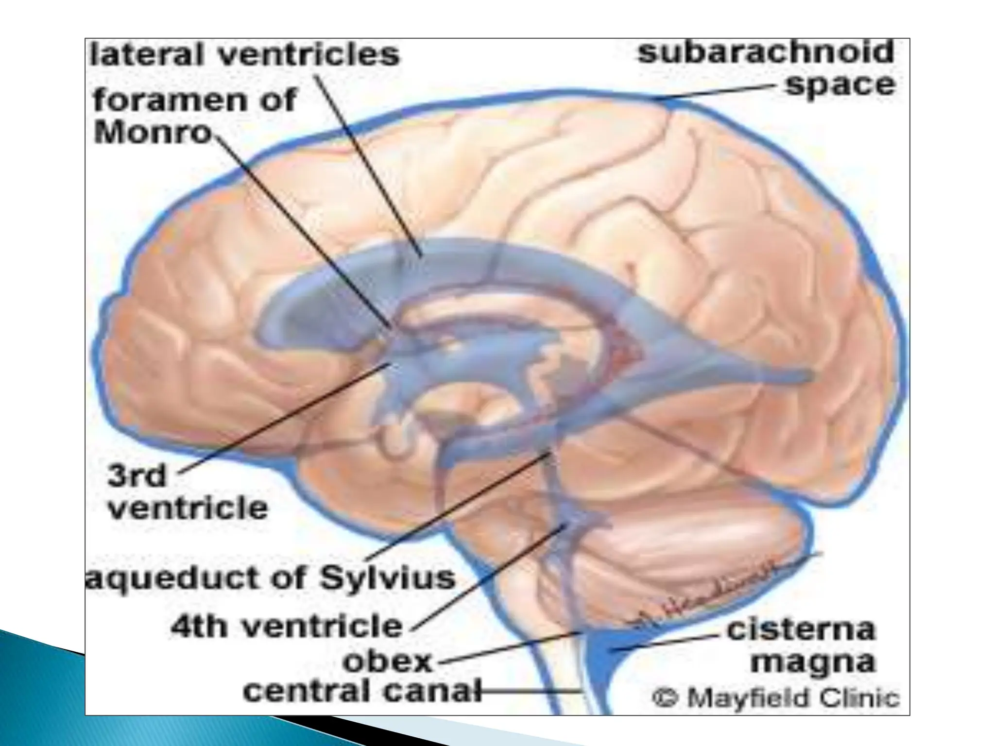 BLOOD SUPPLY OF THE BRAIN, VENTRICLES , and CSF.pptx